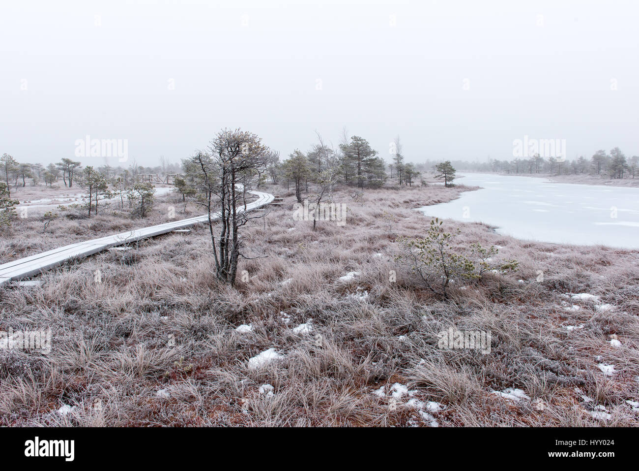 wooden boardwalk in frosty winter bog landscape with frozen nature ...
