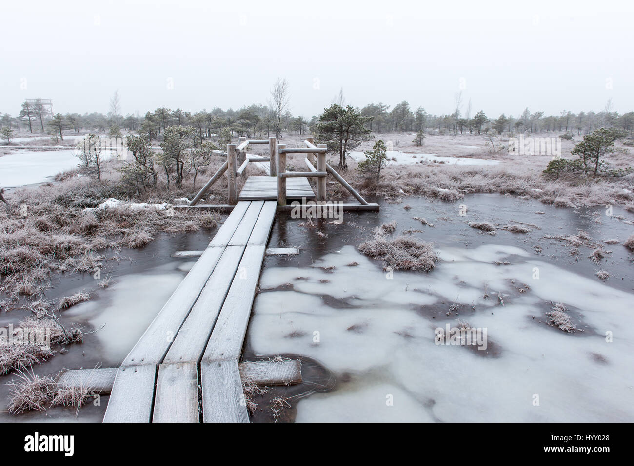 wooden boardwalk in frosty winter bog landscape with frozen nature ...