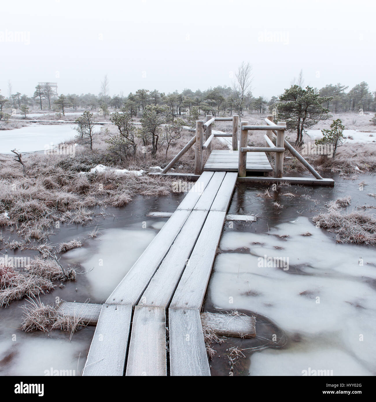 wooden boardwalk in frosty winter bog landscape with frozen nature ...