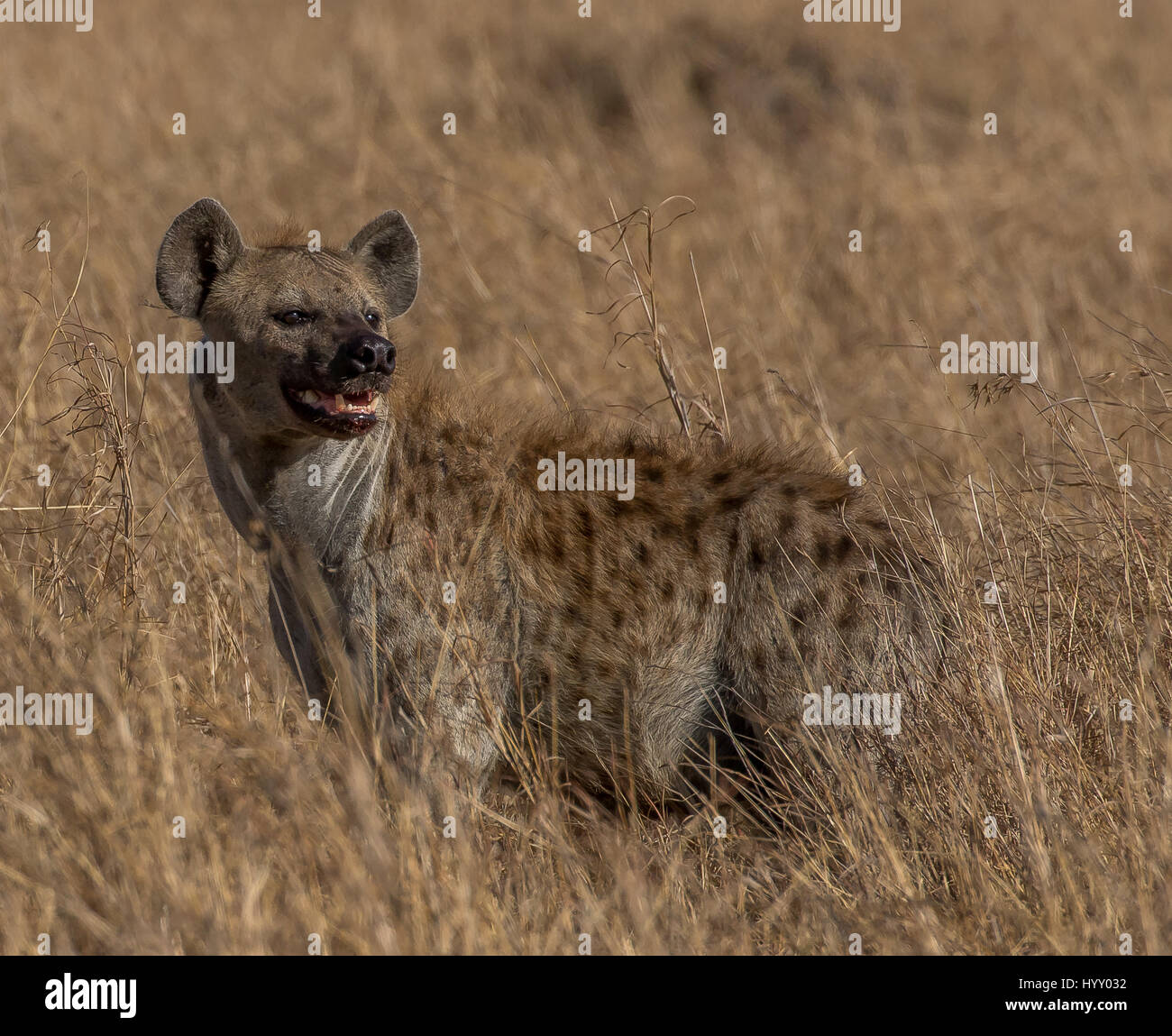 Hyena africa river hi-res stock photography and images - Alamy
