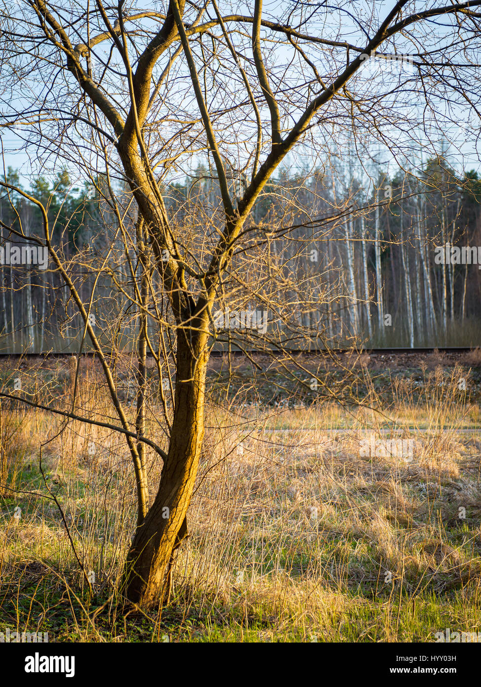 spring tree with shadows and bright sky in background Stock Photo - Alamy