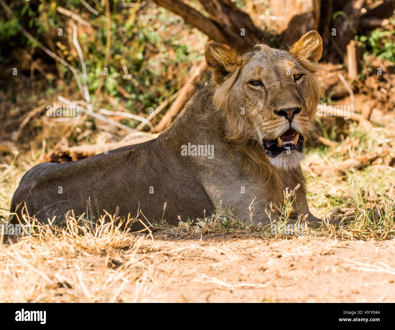 Elsa the lioness hi-res stock photography and images - Alamy
