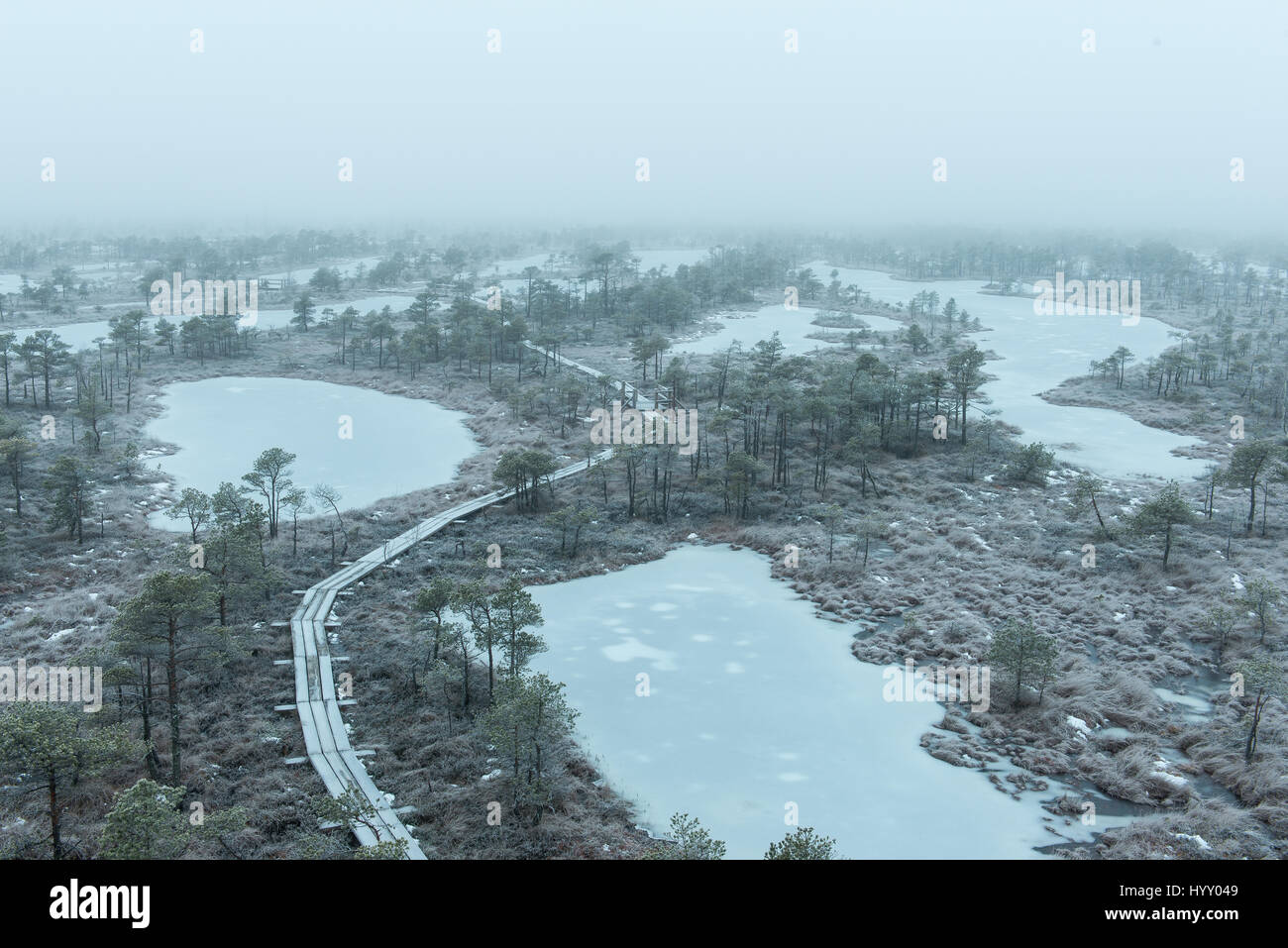 wooden boardwalk in frosty winter bog landscape with frozen nature ...