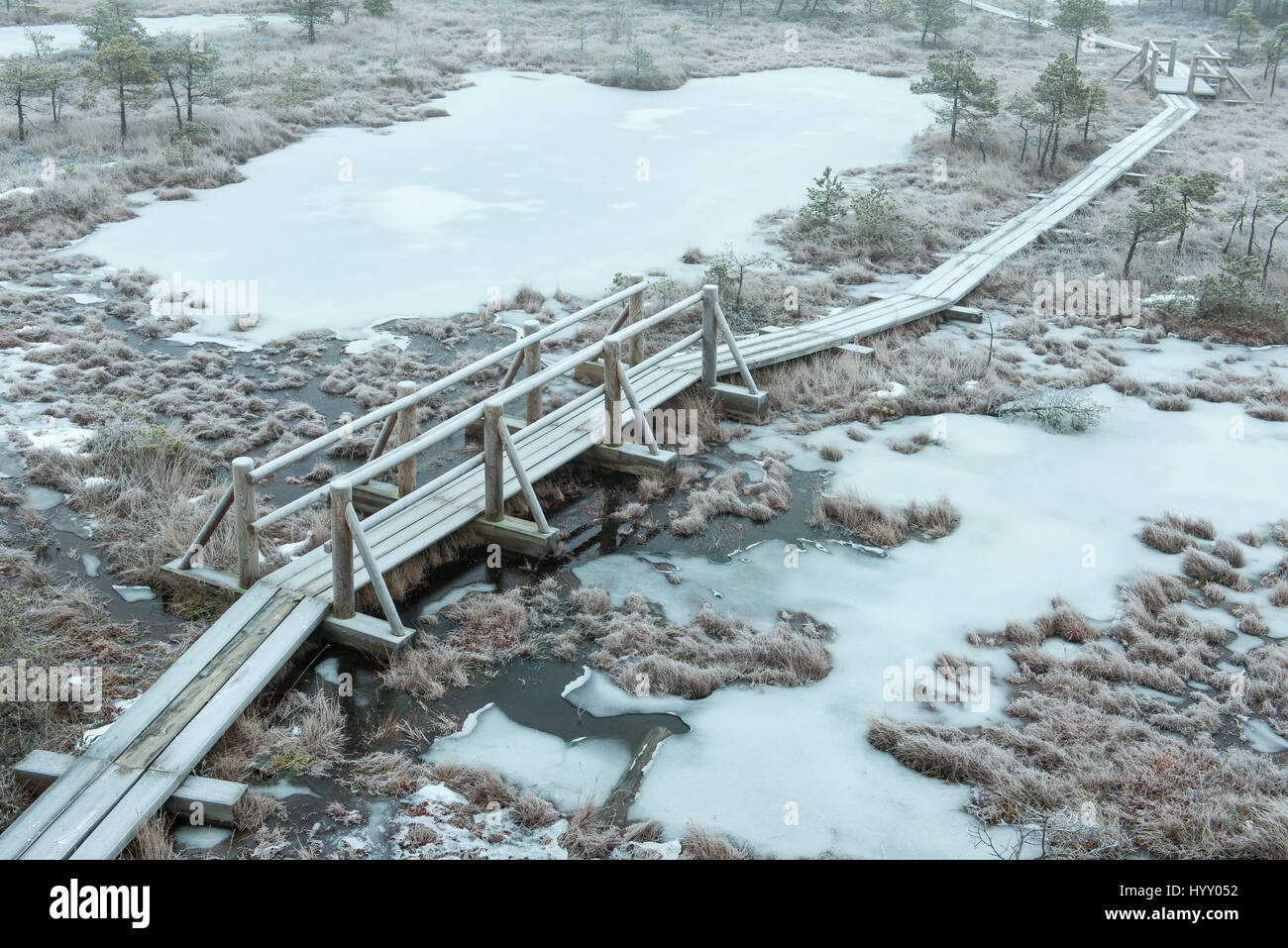 wooden boardwalk in frosty winter bog landscape with frozen nature ...