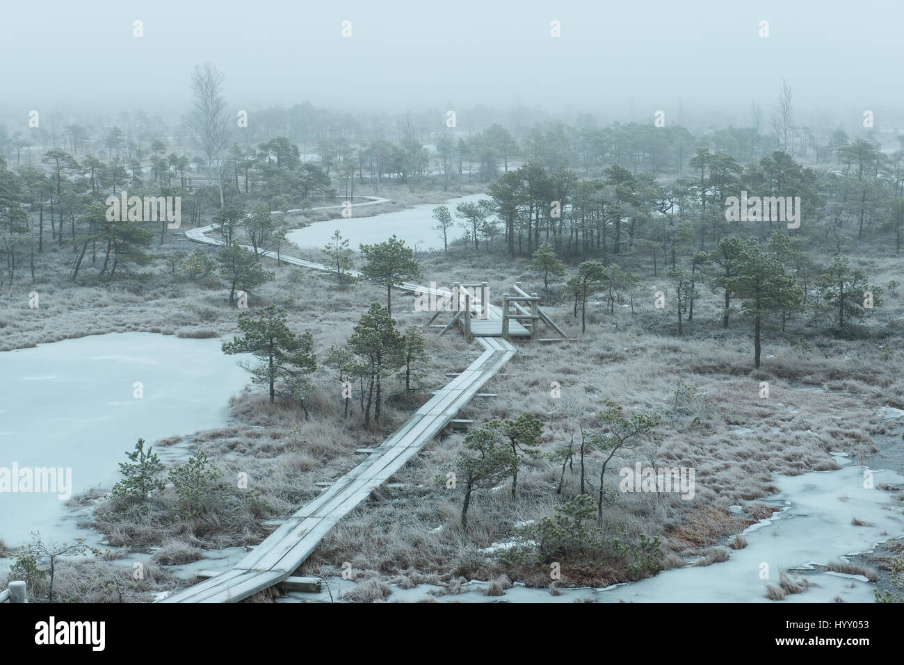 wooden boardwalk in frosty winter bog landscape with frozen nature ...