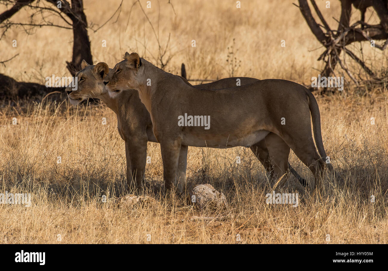Elsa the lioness hi-res stock photography and images - Alamy