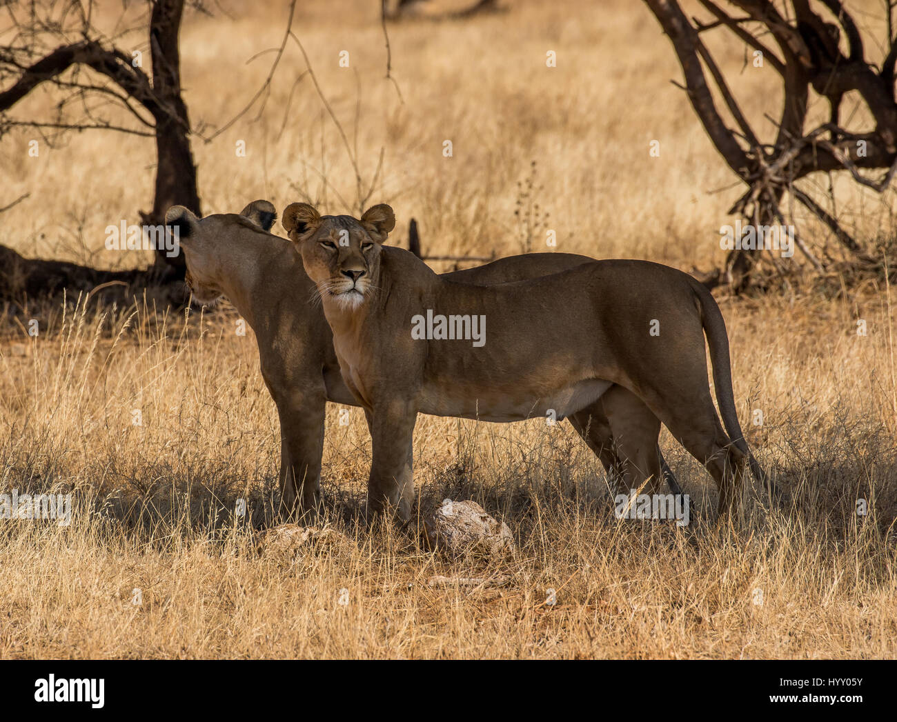 Elsa the lioness hi-res stock photography and images - Alamy