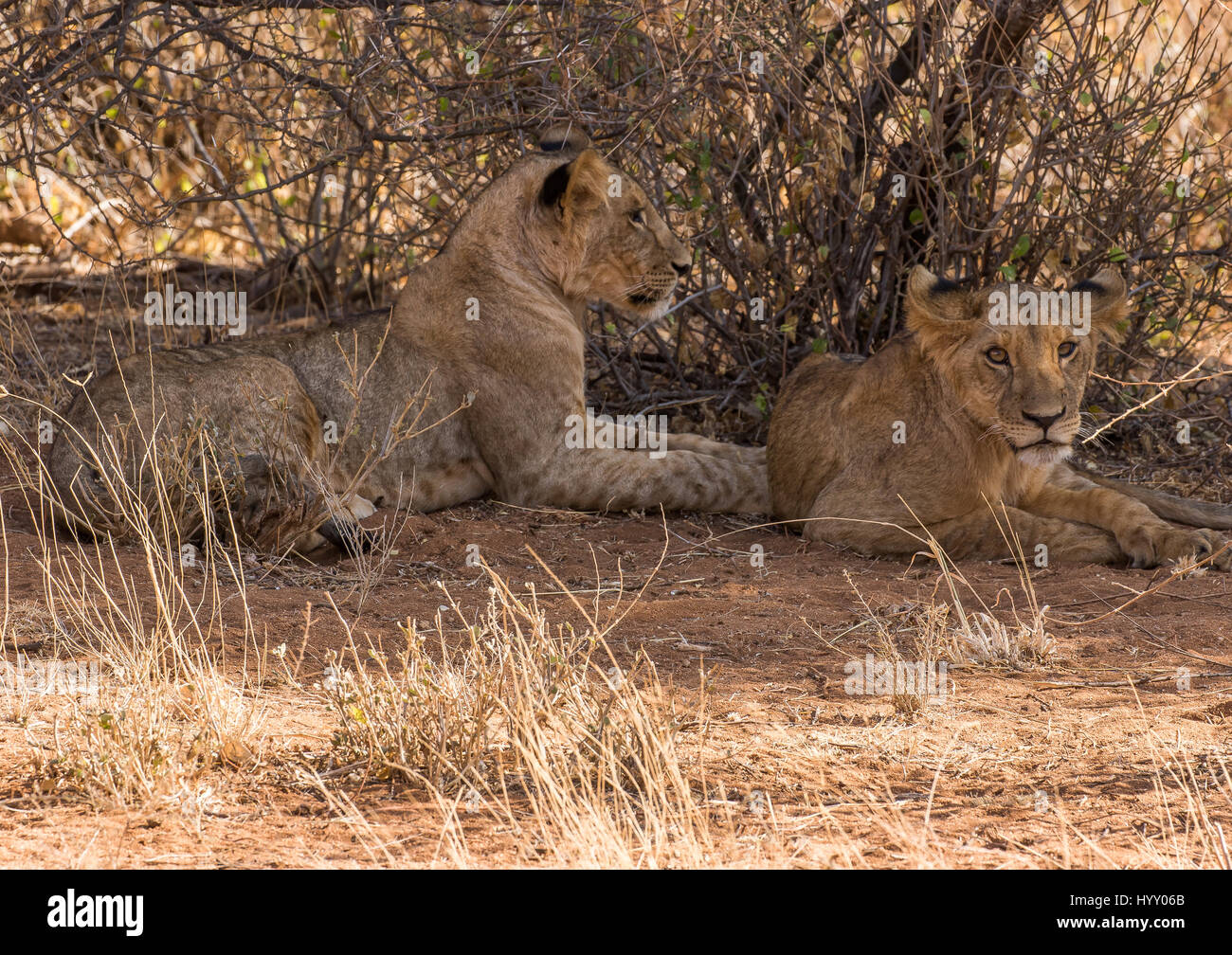 Elsa the lioness hi-res stock photography and images - Alamy