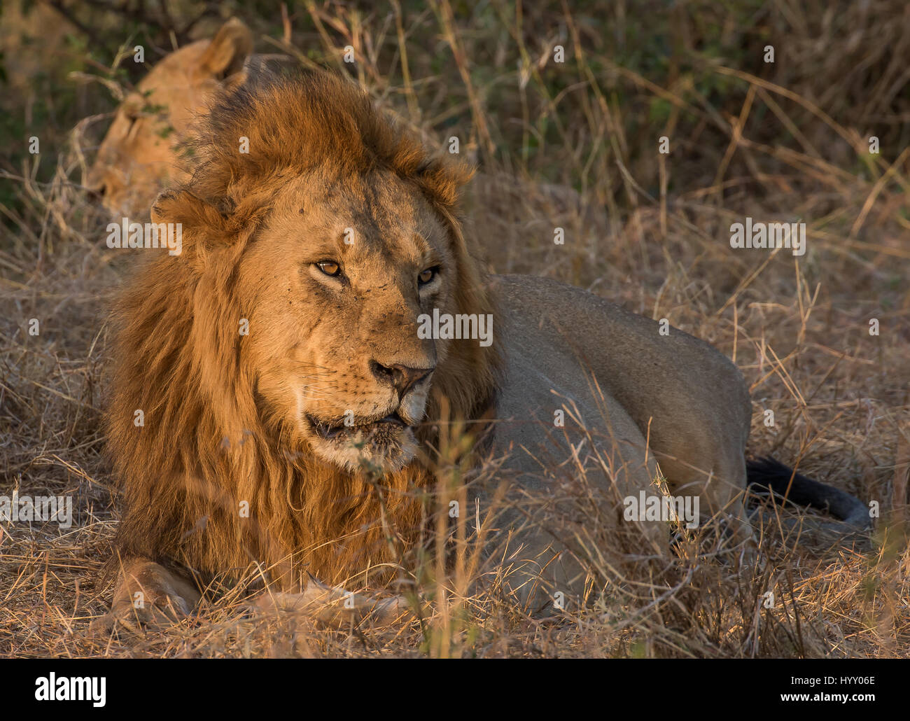 Elsa the lioness hi-res stock photography and images - Alamy