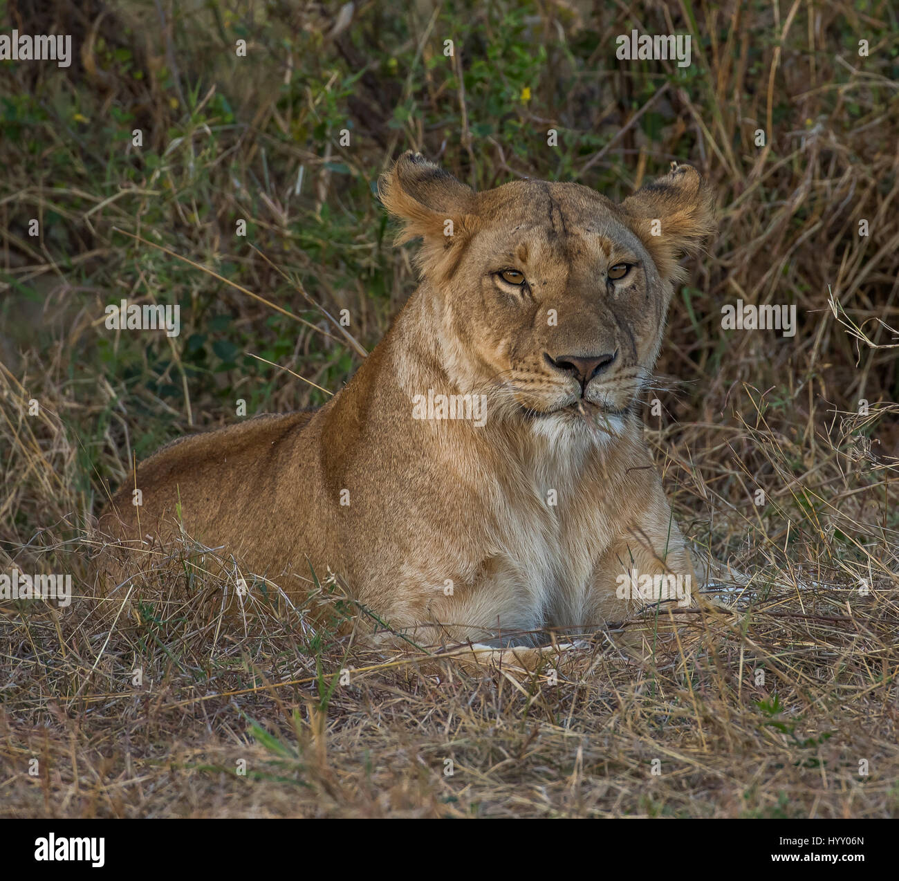 Elsa the lioness hi-res stock photography and images - Alamy