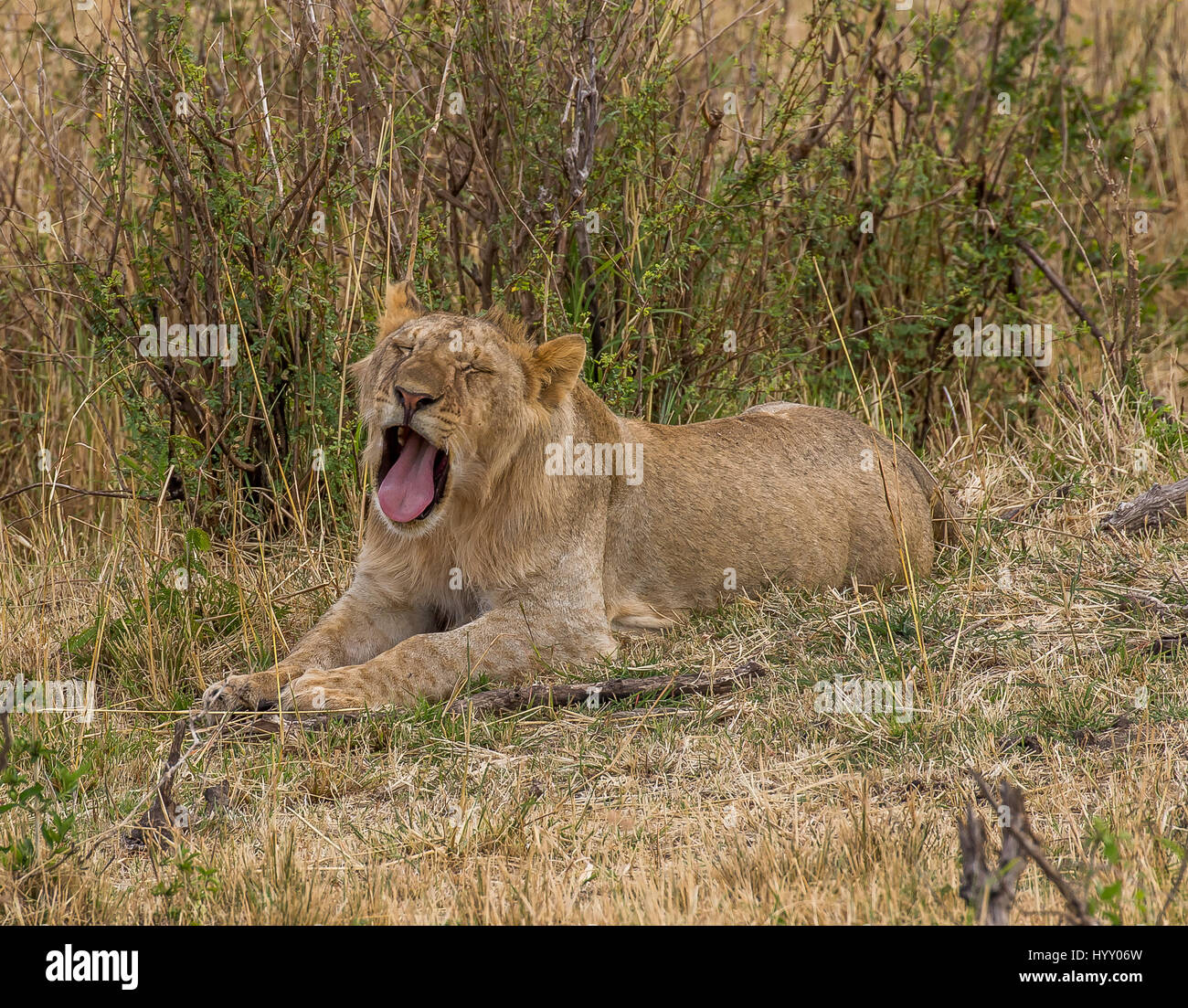 Elsa The Lioness High Resolution Stock Photography and Images - Alamy