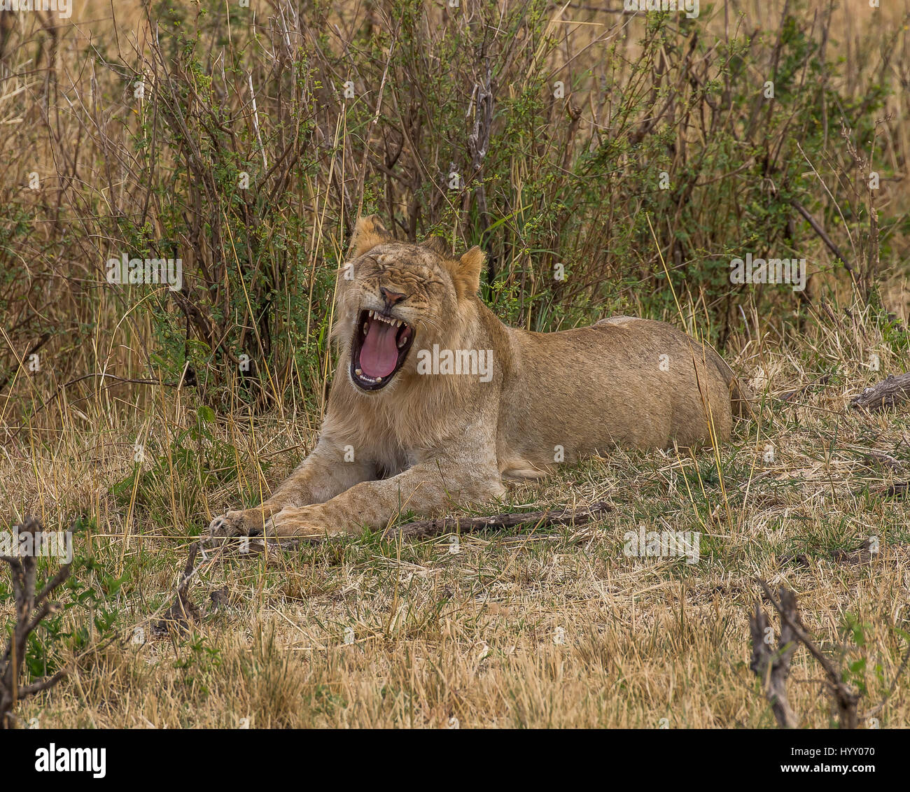 Elsa the lioness hi-res stock photography and images - Alamy
