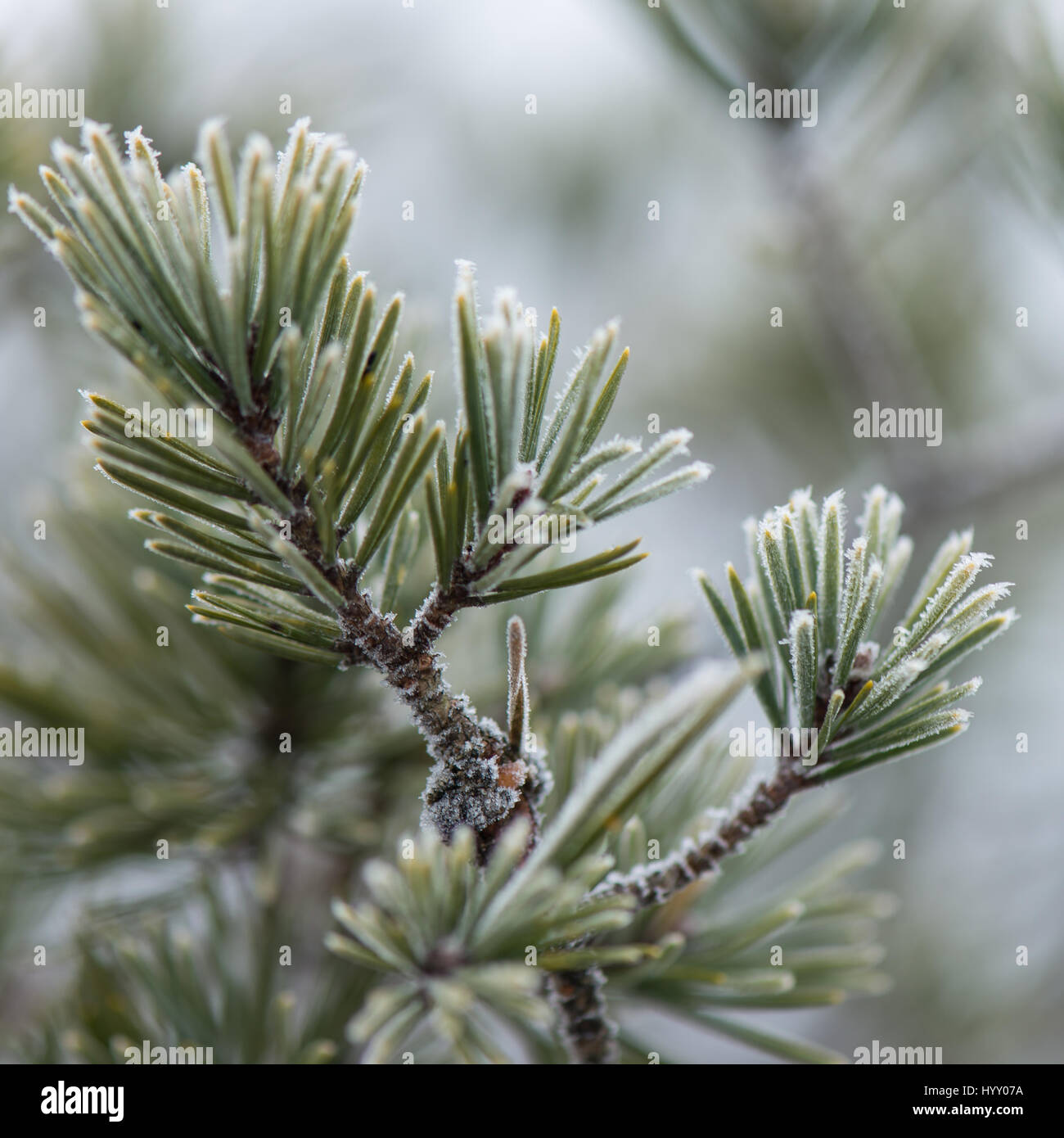 pine tree branch closeup with blur background in frosty winter morning ...