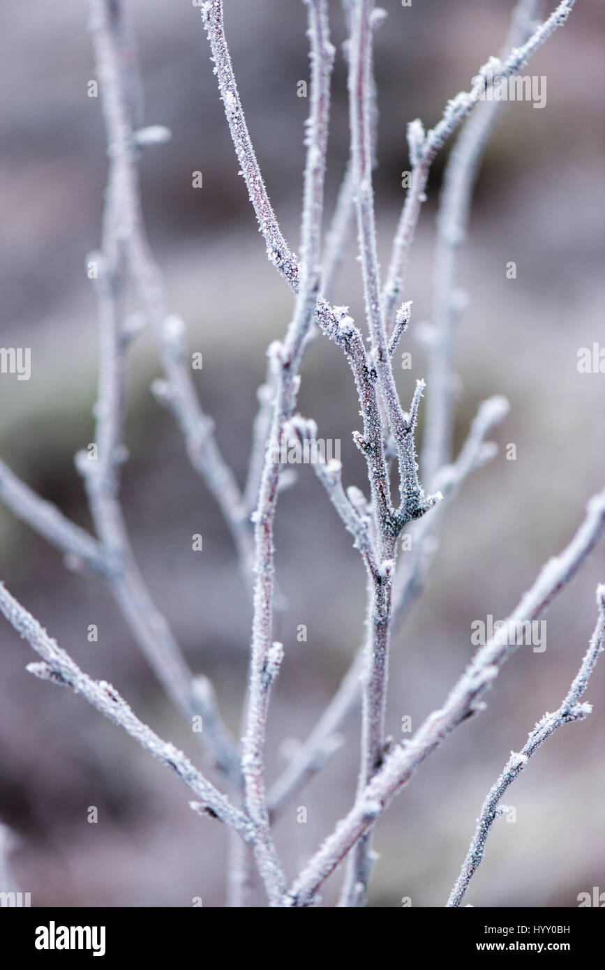 frozen abstract tree branches and plants in winter snow Stock Photo - Alamy