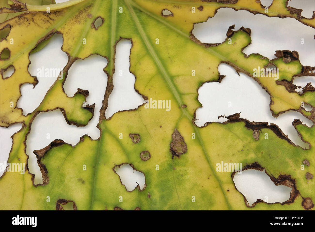 Leaf food by insects Stock Photo - Alamy