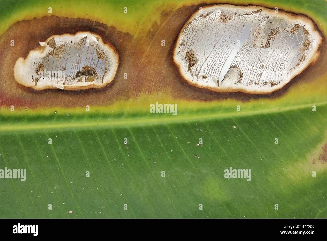 Leaf food by insects Stock Photo - Alamy