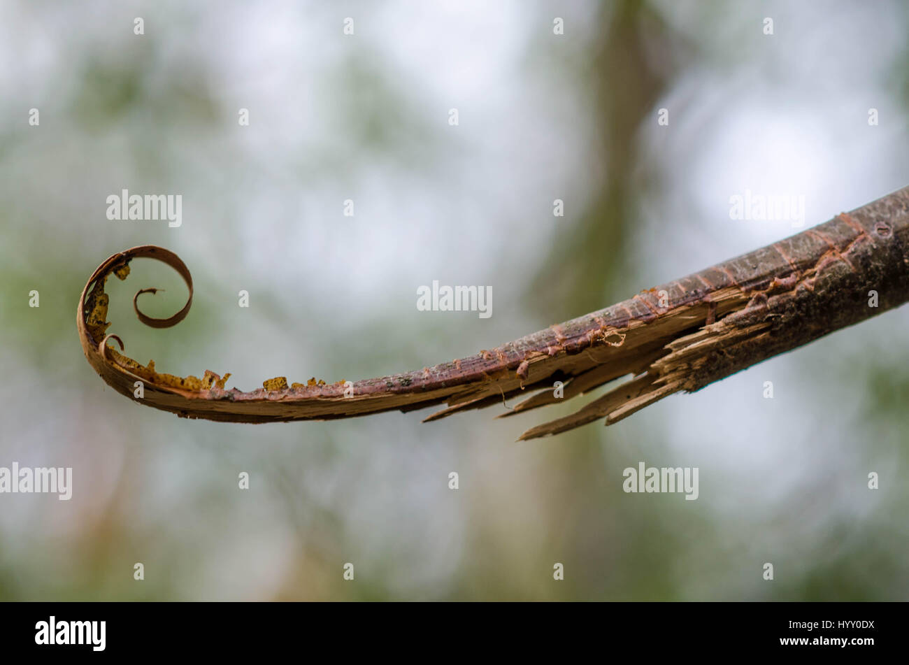 Curled bark in nature hi-res stock photography and images - Alamy