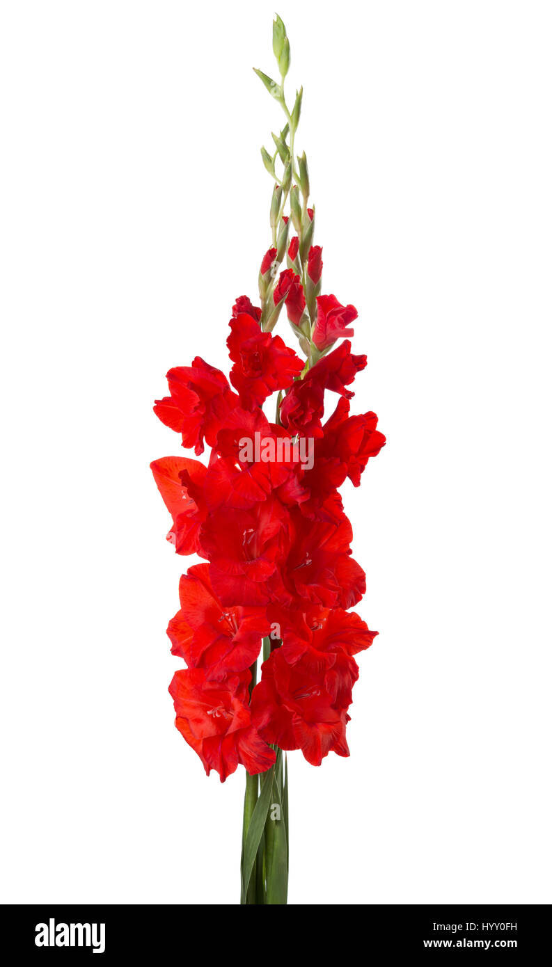 Two red gladioluses isolated on white background Stock Photo - Alamy