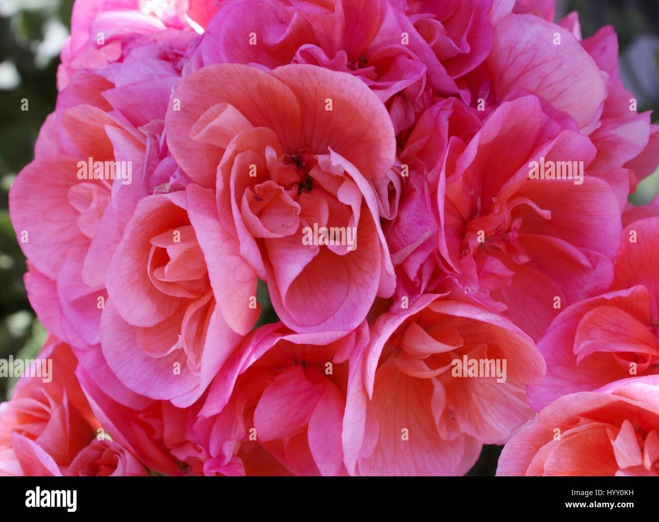 Pink flower petals Stock Photo - Alamy