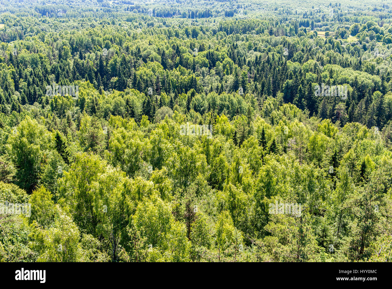 Old forest with moss covered trees and rays of sun in summer Stock Photo - Alamy