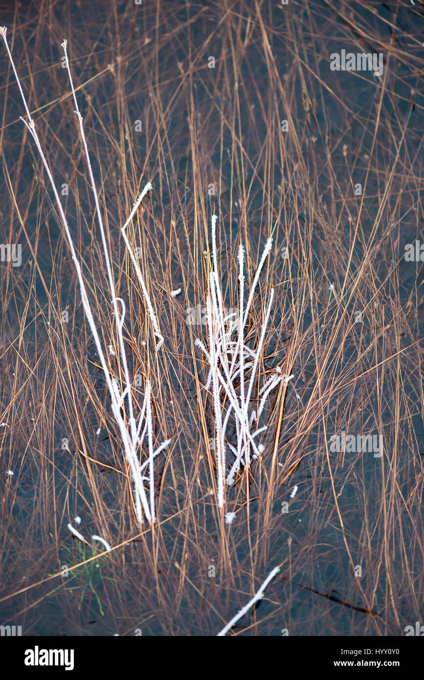 frozen abstract tree branches and plants in winter snow Stock Photo - Alamy