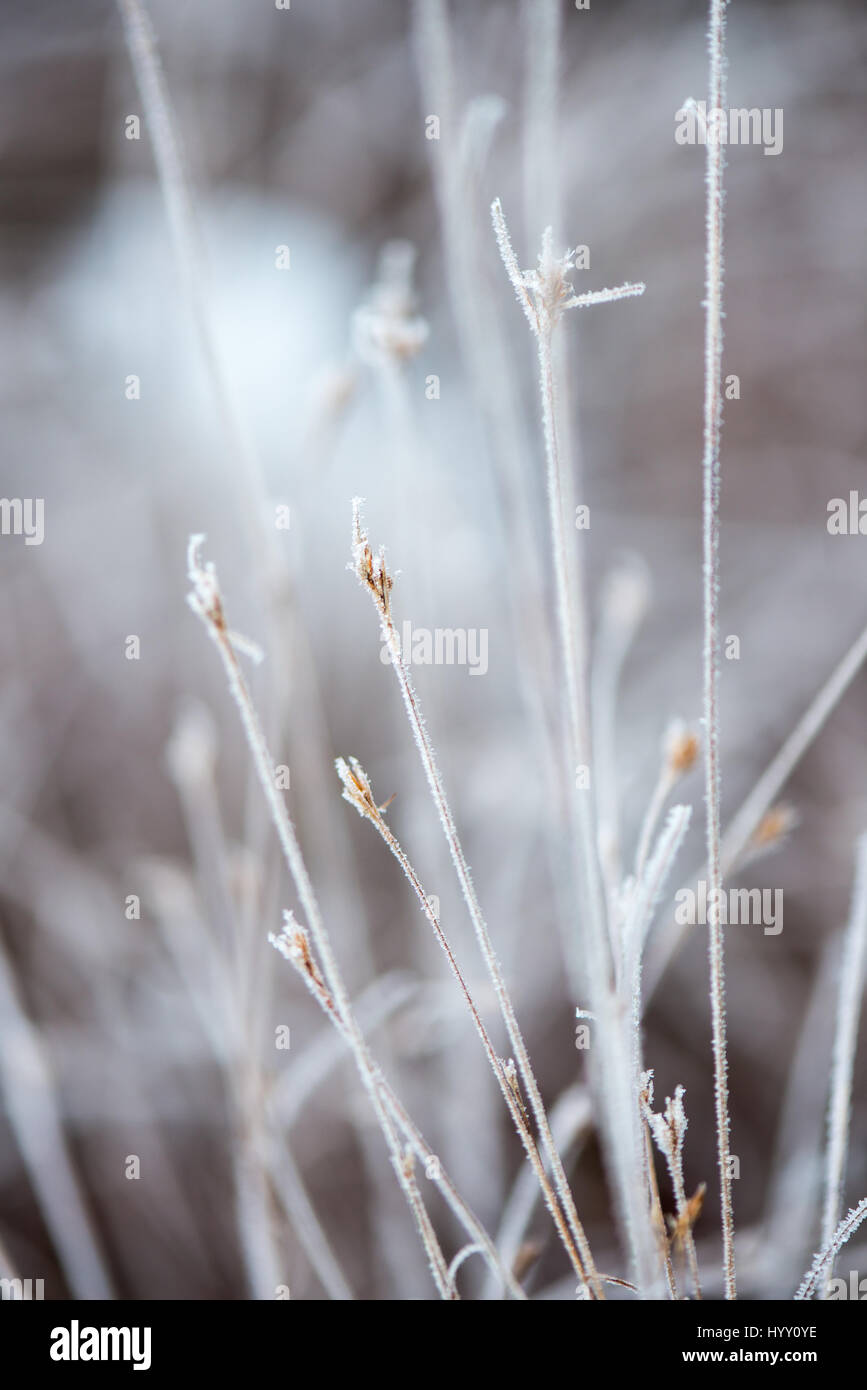 frozen abstract tree branches and plants in winter snow Stock Photo - Alamy