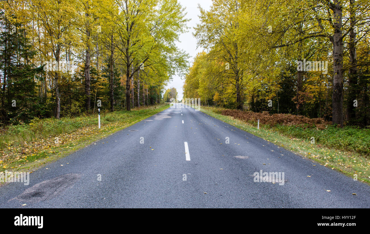 empty road in the countryside with trees in surrounding. perspective in ...
