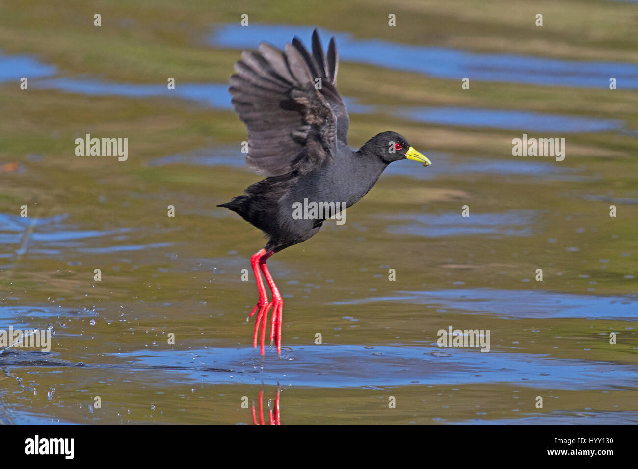 Black Crake High Resolution Stock Photography and Images - Alamy