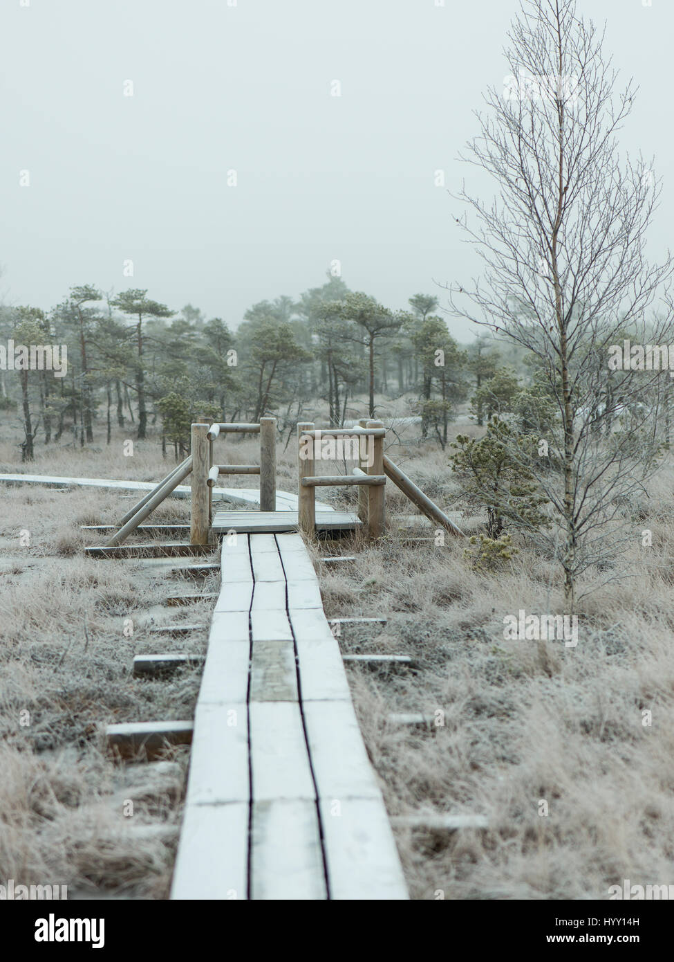 wooden boardwalk in frosty winter bog landscape with frozen nature ...