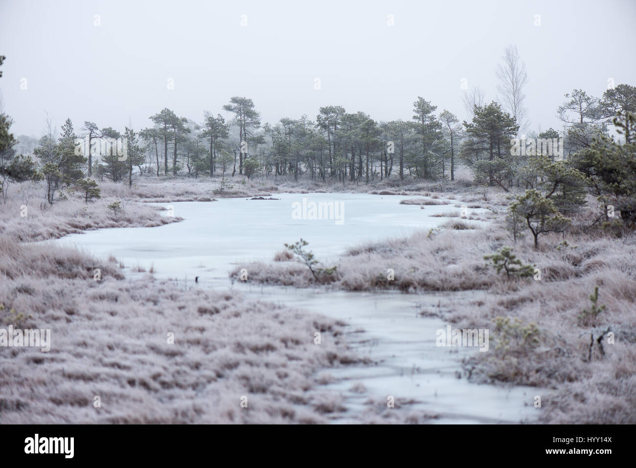 snowy landscape in frosty winter bog in country side Stock Photo - Alamy