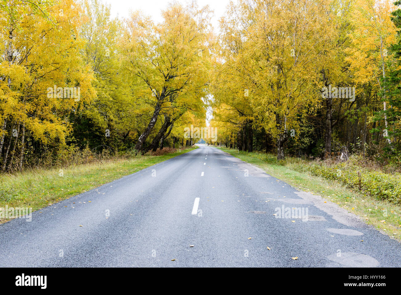empty road in the countryside with trees in surrounding. perspective in ...