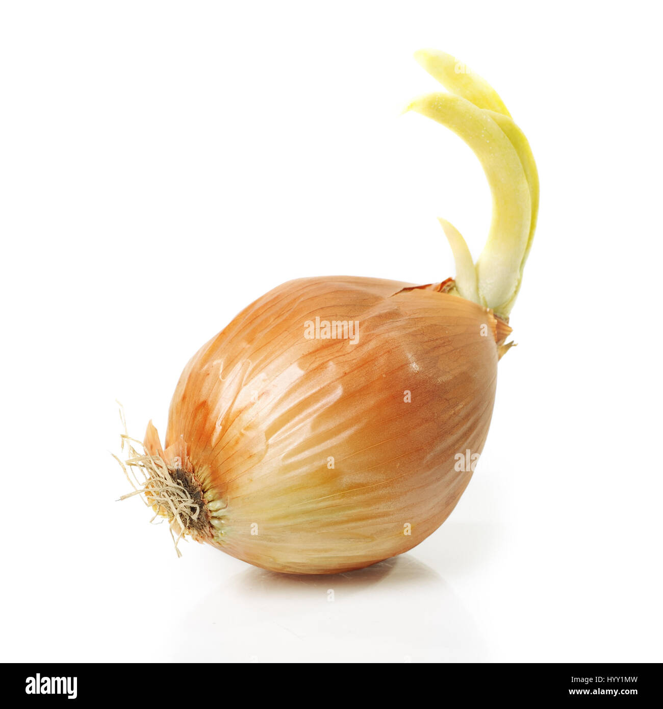 Onion isolated on white background Stock Photo - Alamy