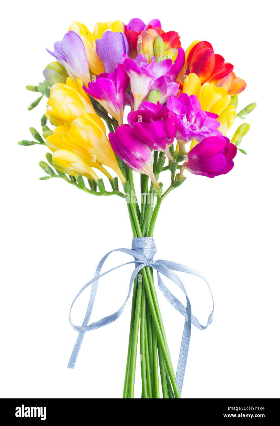 Bunch of fresh freesia flowers close up isolated on white background ...