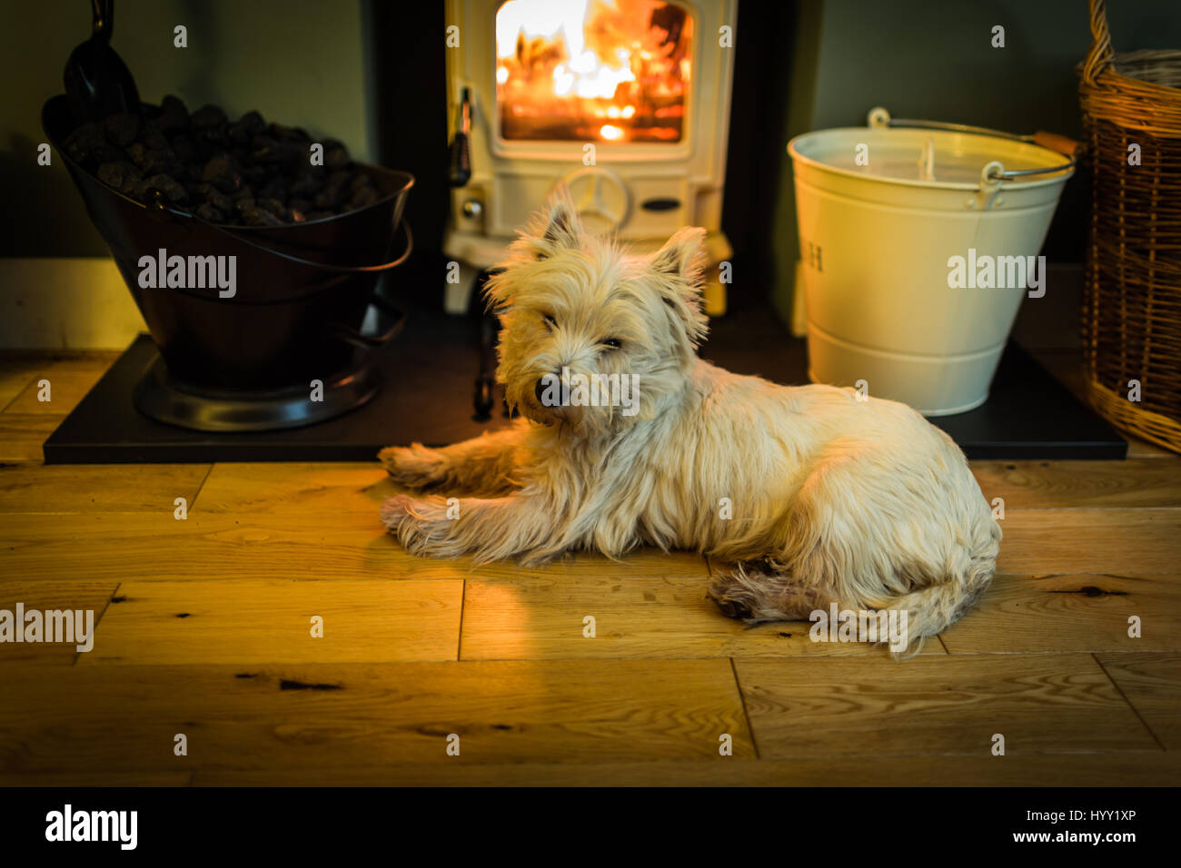 A West Highland Terrier in front of the Fire Stock Photo - Alamy