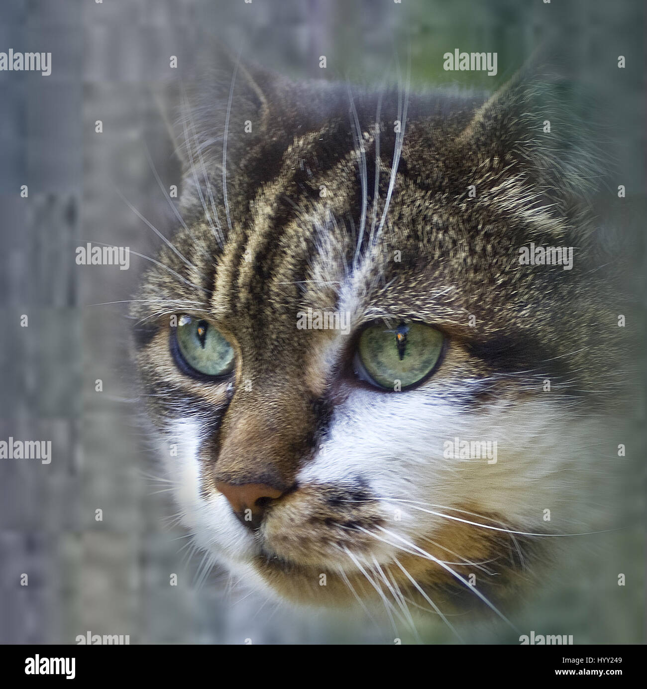 female tabby cat head portrait Stock Photo - Alamy
