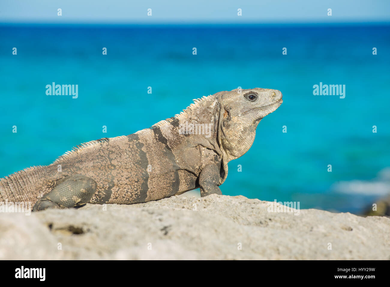 Island iguanas in wildlife. Cancun, Mexico beach Stock Photo - Alamy