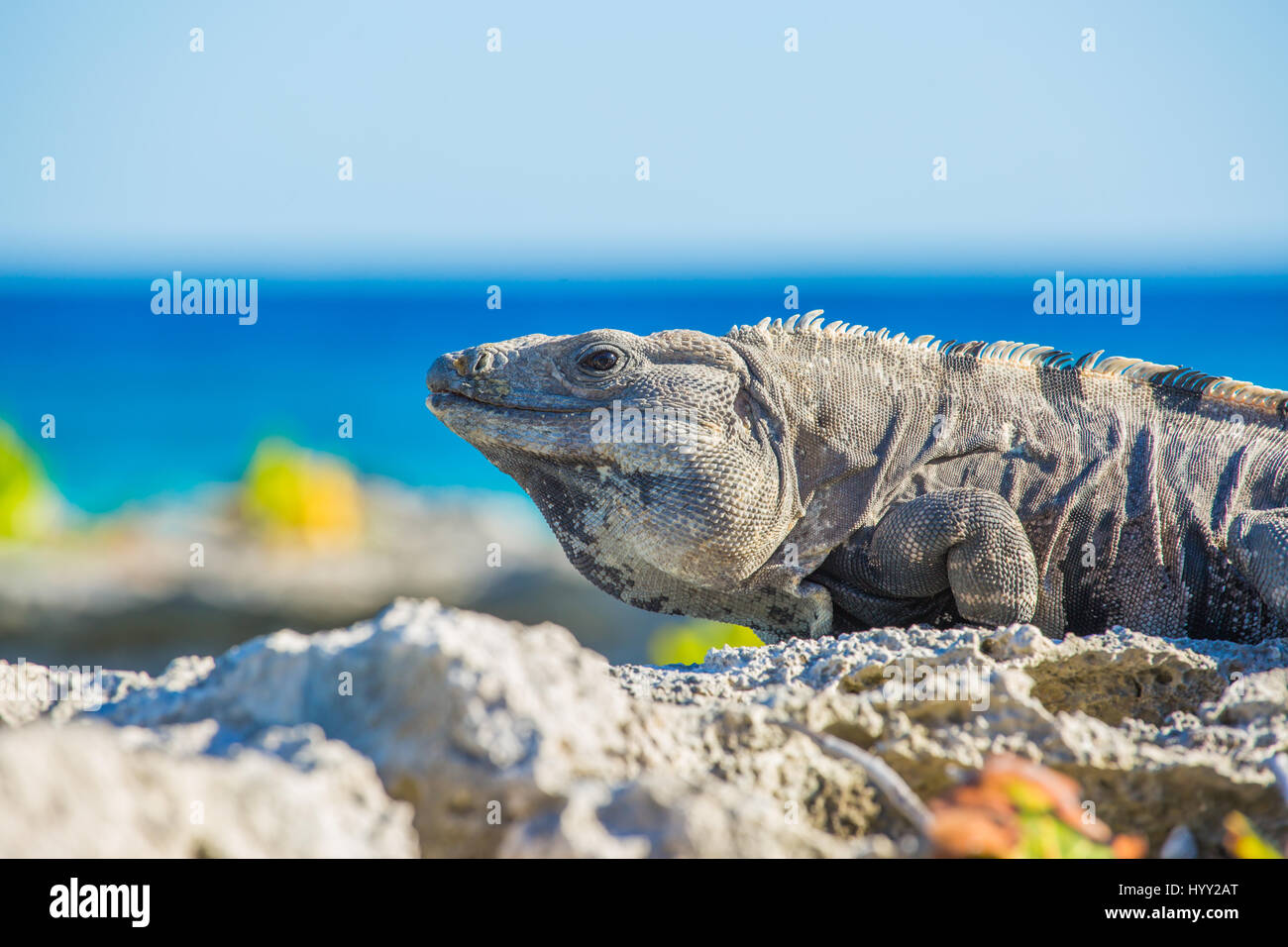 Island iguanas in wildlife. Cancun, Mexico beach Stock Photo - Alamy