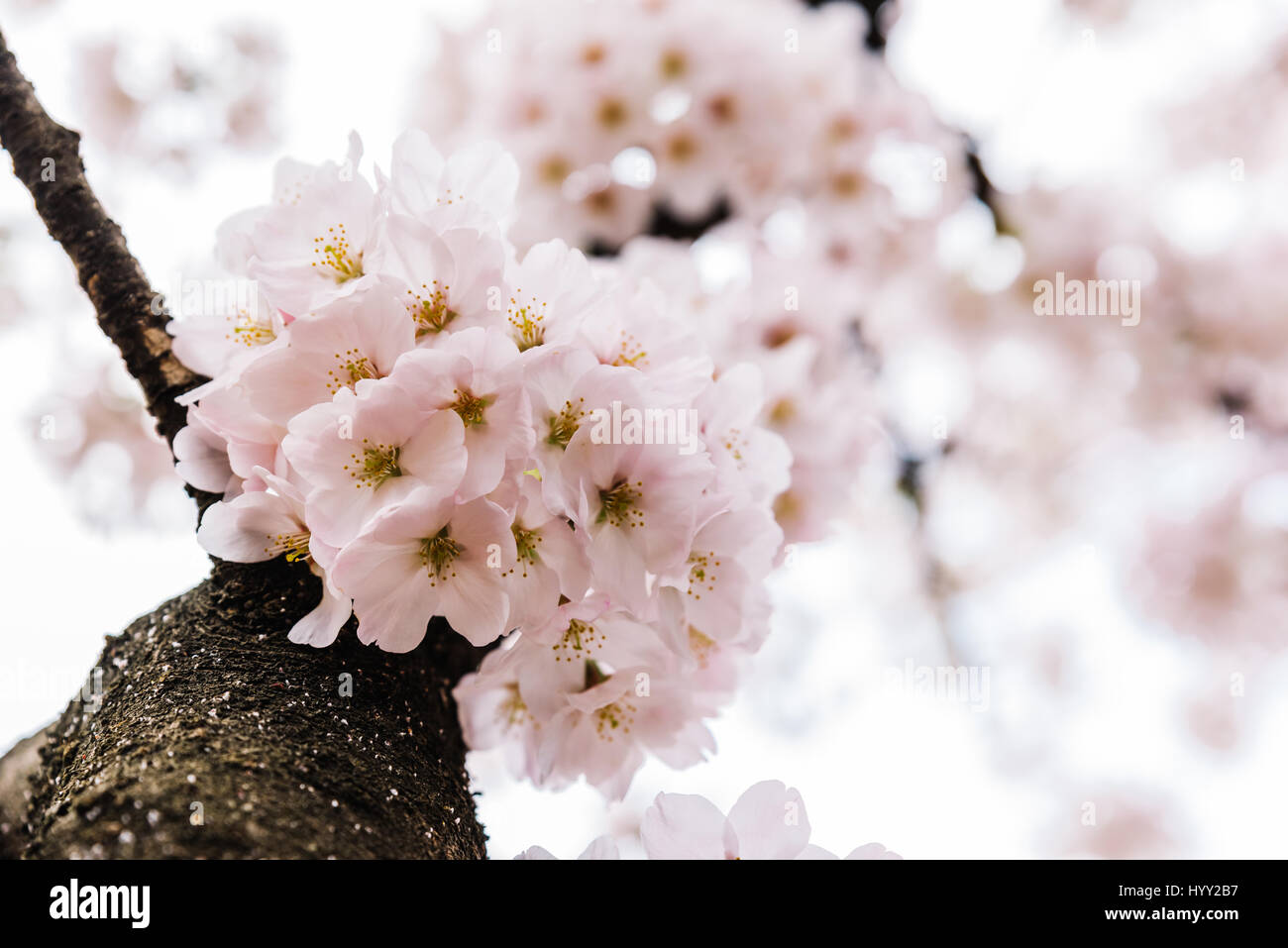Cherry blossom on a tree branch Stock Photo - Alamy