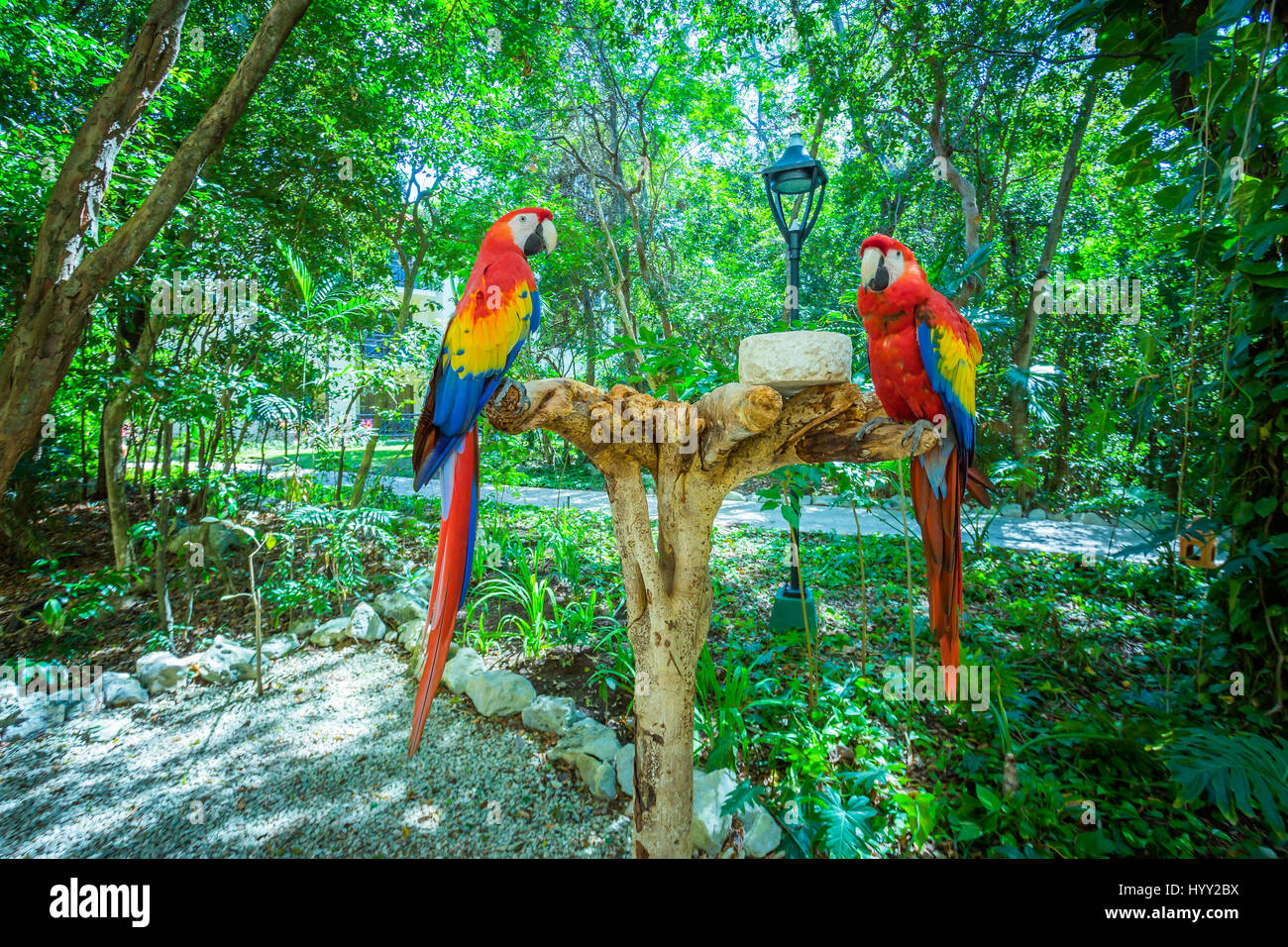 Two red macaw parrots on one branch Stock Photo - Alamy