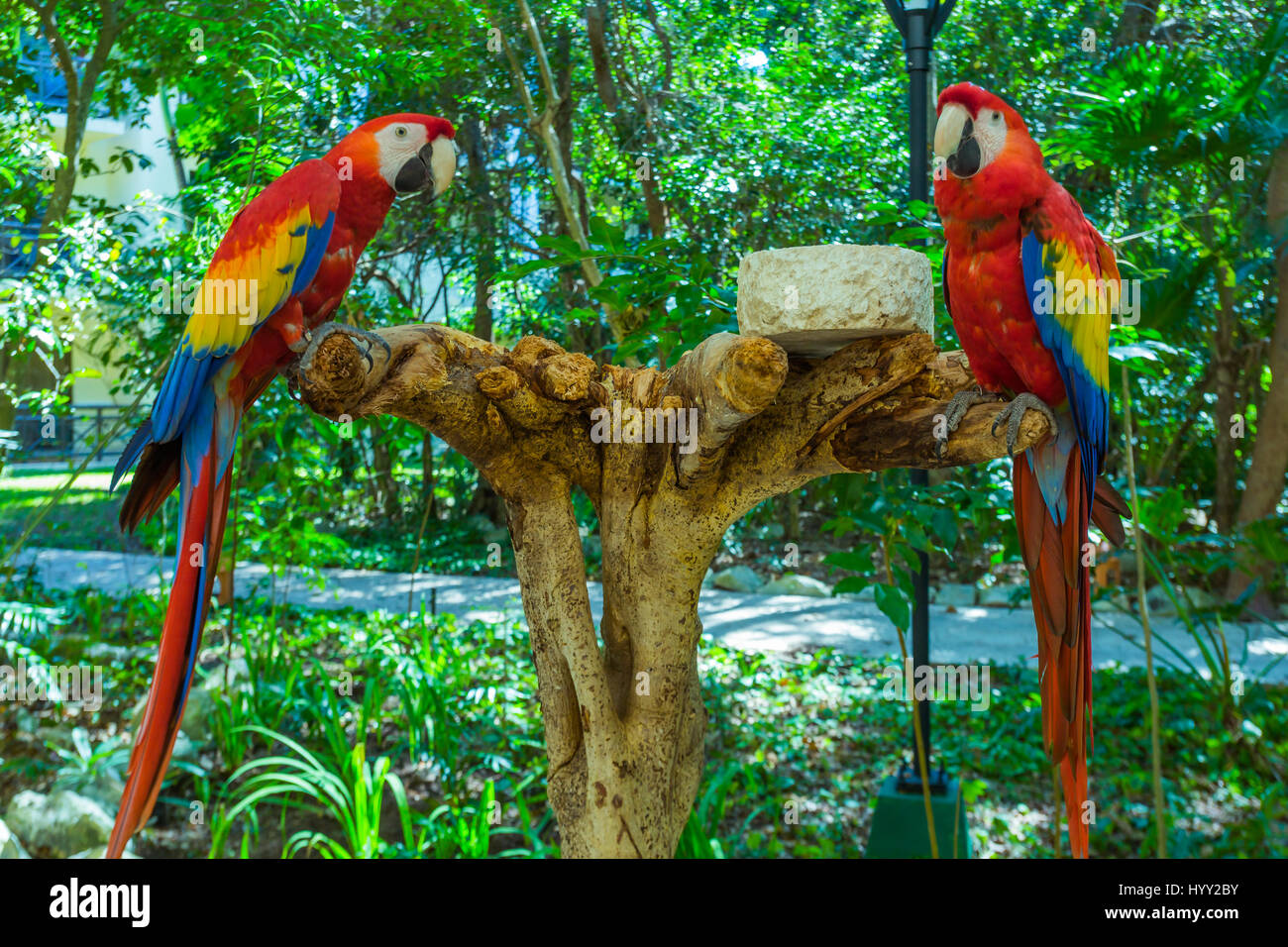 Two red macaw parrots on one branch Stock Photo - Alamy