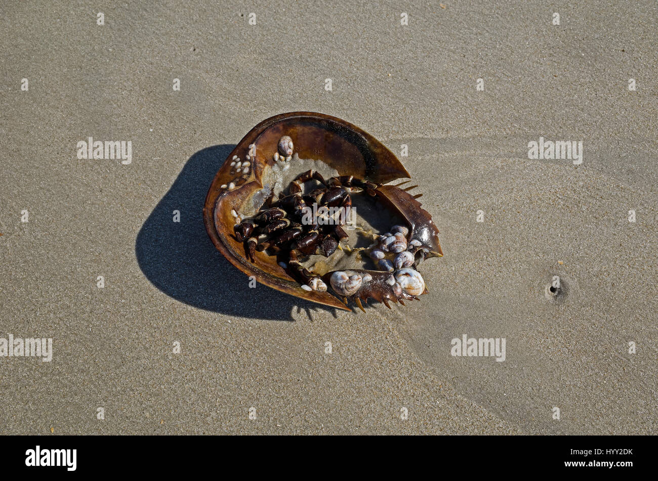 Sea shell encrusted Horseshoe crab. The crabs are marine arthropods of ...