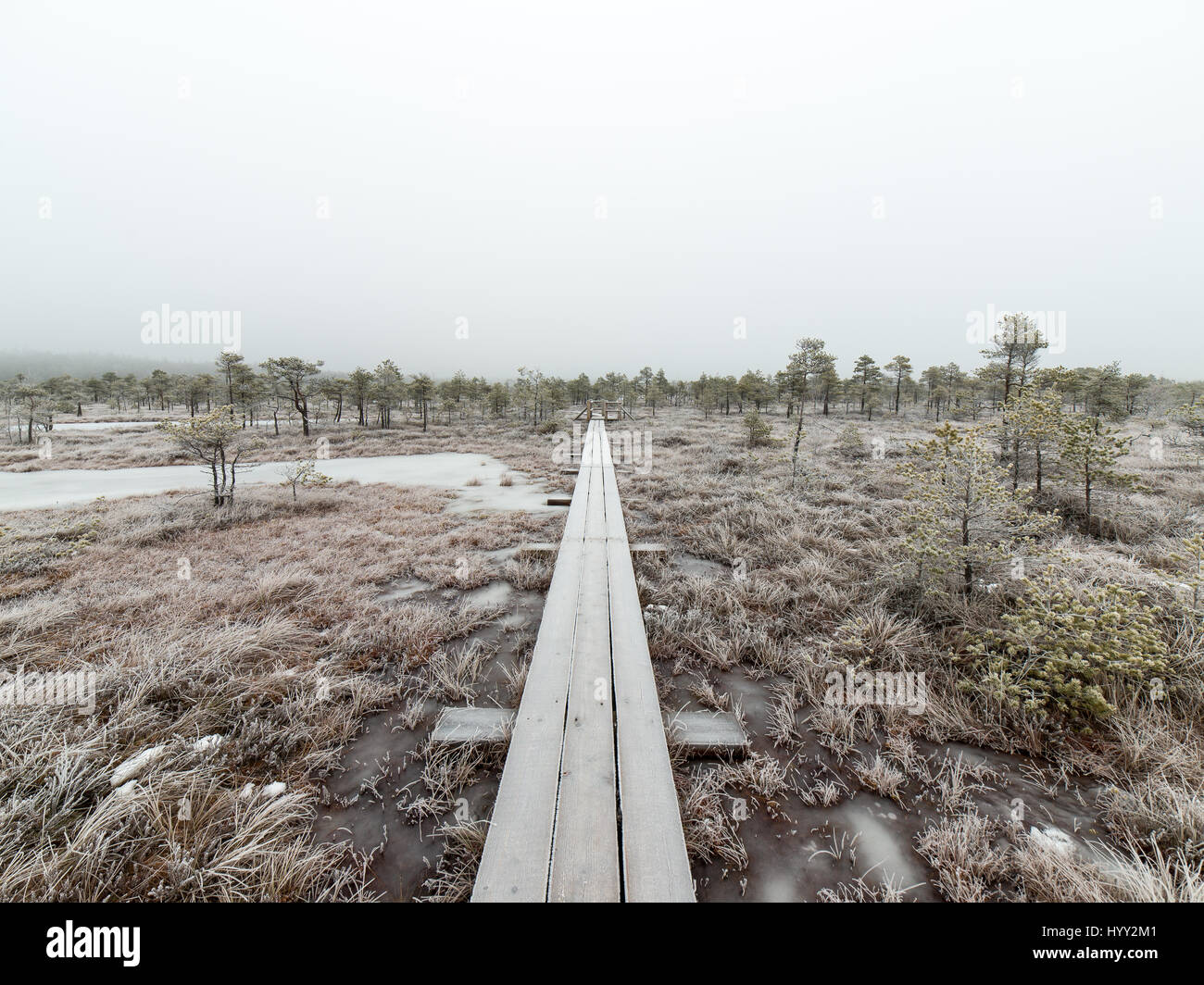 wooden boardwalk in frosty winter bog landscape with frozen nature ...