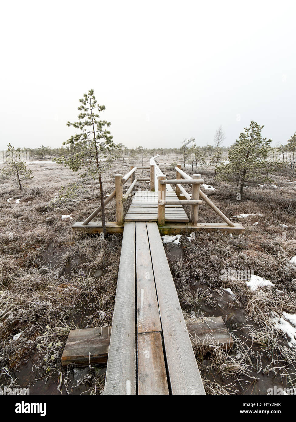 wooden boardwalk in frosty winter bog landscape with frozen nature ...