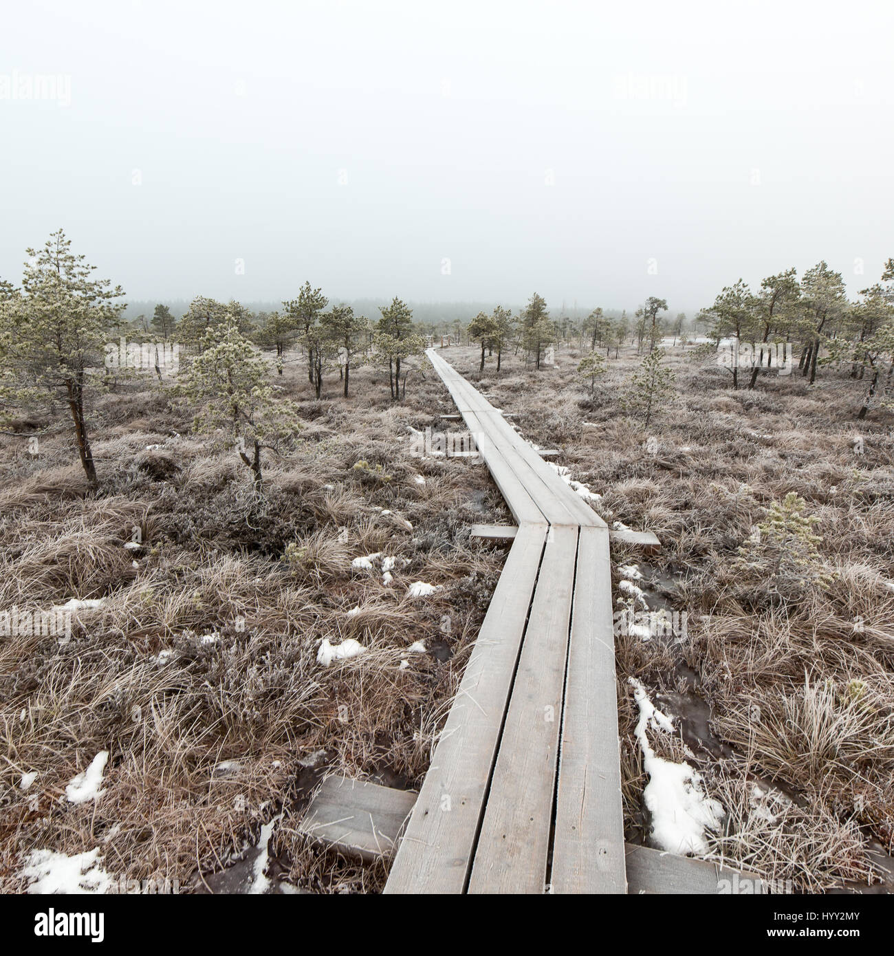 wooden boardwalk in frosty winter bog landscape with frozen nature ...