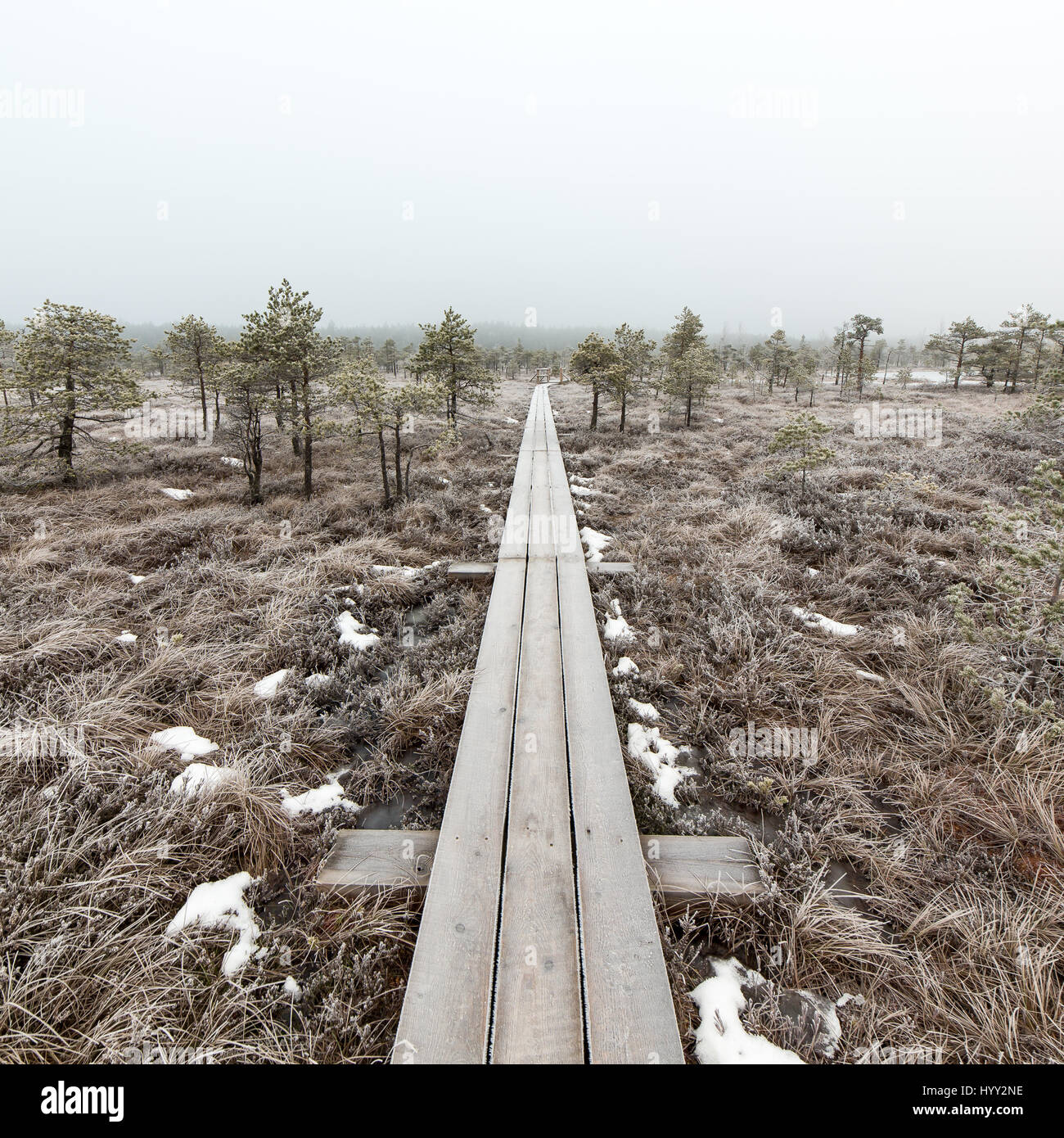 wooden boardwalk in frosty winter bog landscape with frozen nature ...