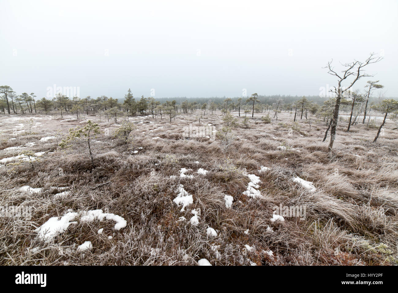 snowy landscape in frosty winter bog in country side Stock Photo - Alamy