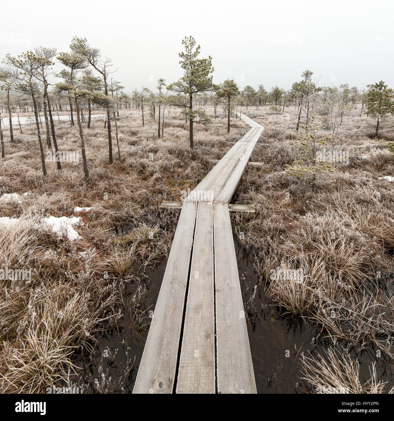 wooden boardwalk in frosty winter bog landscape with frozen nature ...