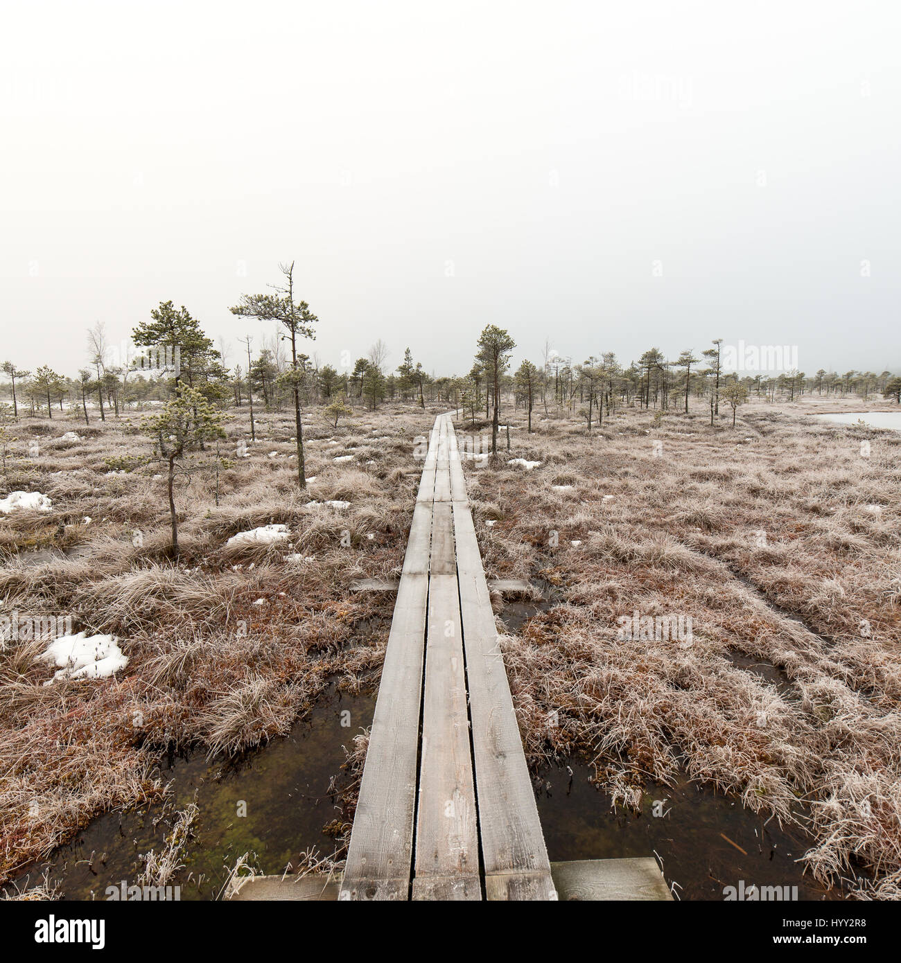 wooden boardwalk in frosty winter bog landscape with frozen nature Stock Photo - Alamy