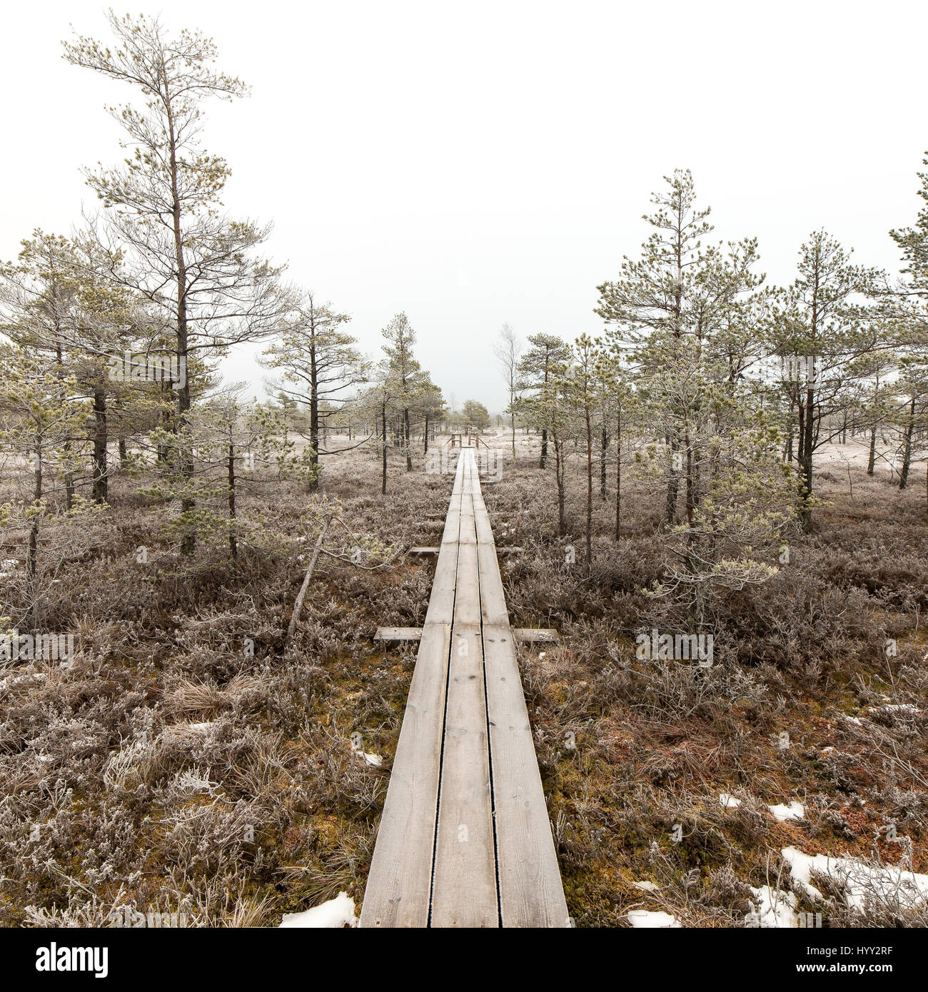 wooden boardwalk in frosty winter bog landscape with frozen nature ...