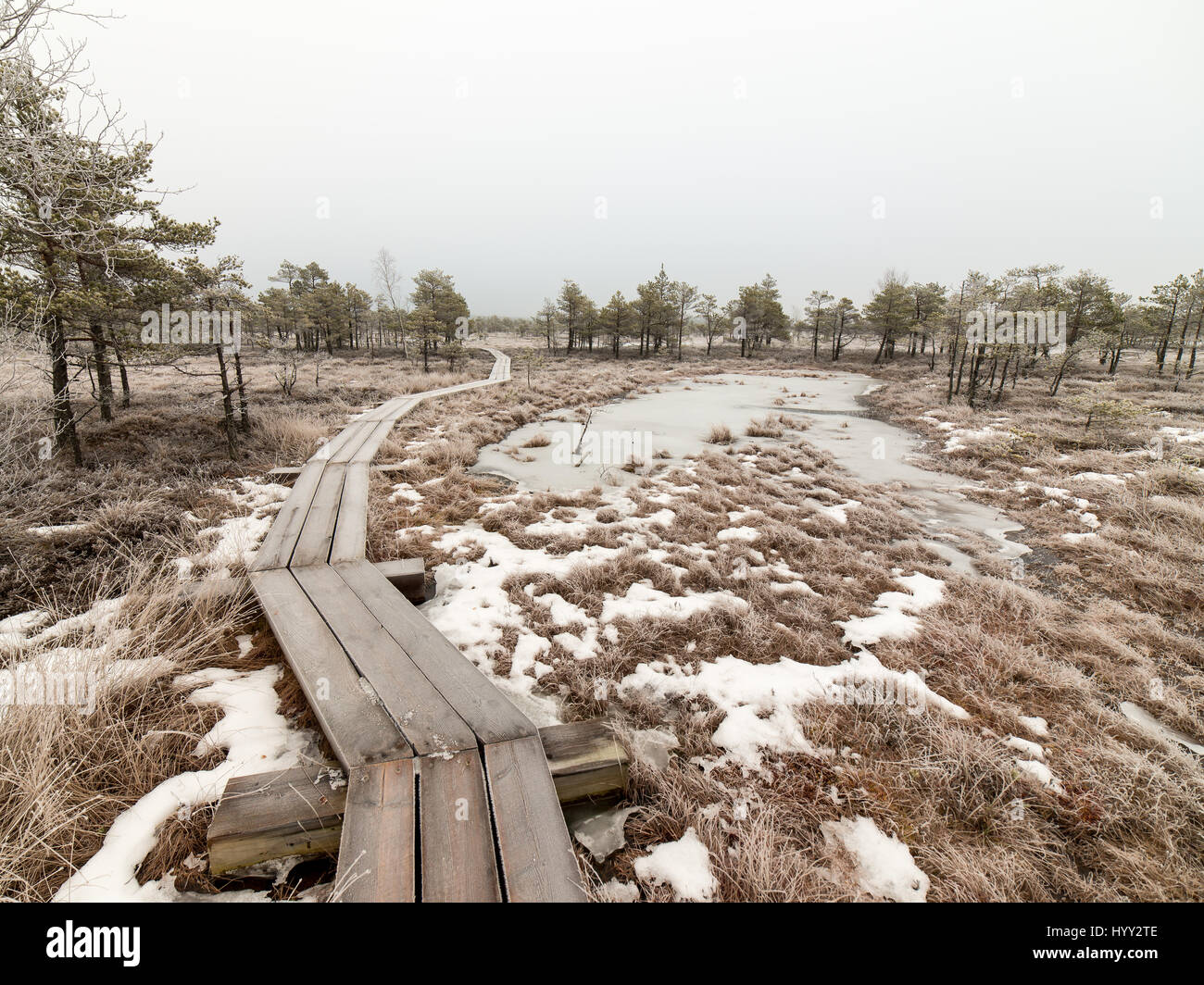 wooden boardwalk in frosty winter bog landscape with frozen nature ...
